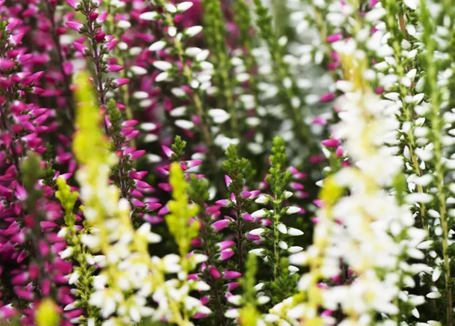 Calluna vulgaris Trio-Girls®, Winterharte Knospenheide Trio-Girls®