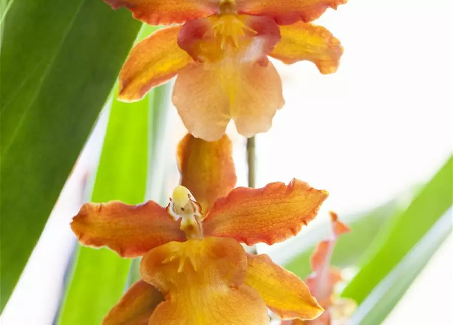 Cambria, Cambria-Orchidee