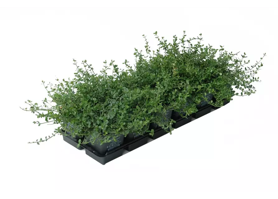 Euonymus Fort Minimus