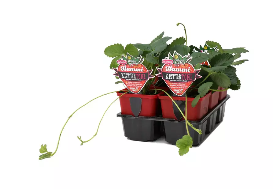 Hummi ® KletterToni, 6er Set, Erdbeere