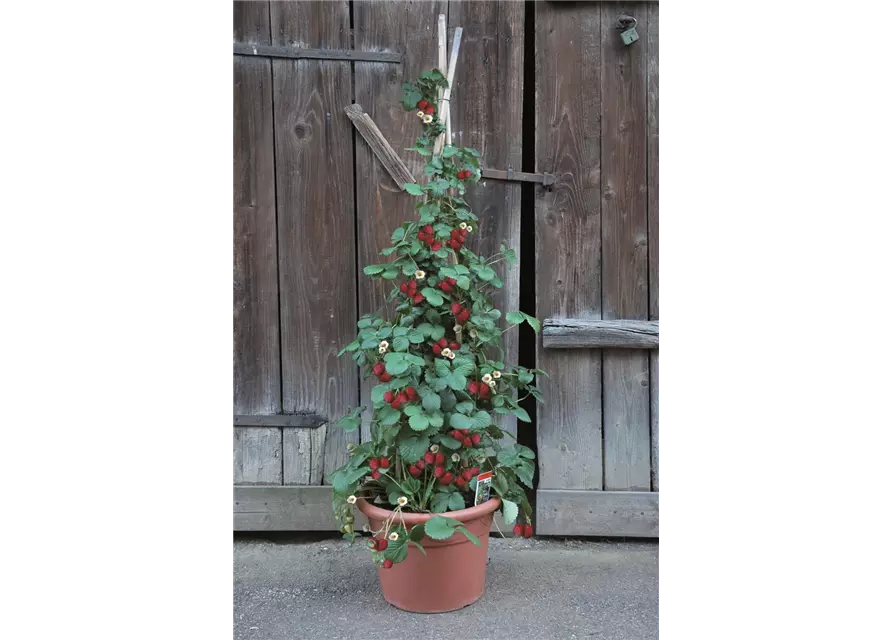 Hummi ® KletterToni, 6er Set, Erdbeere