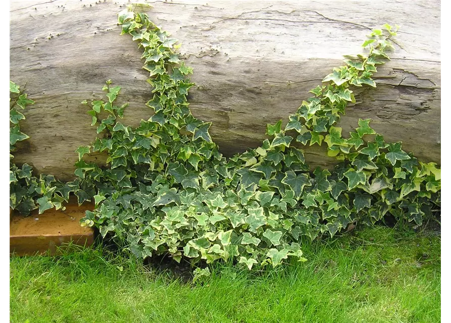 Hedera helix 'Gold Child', 12er Set, Efeu