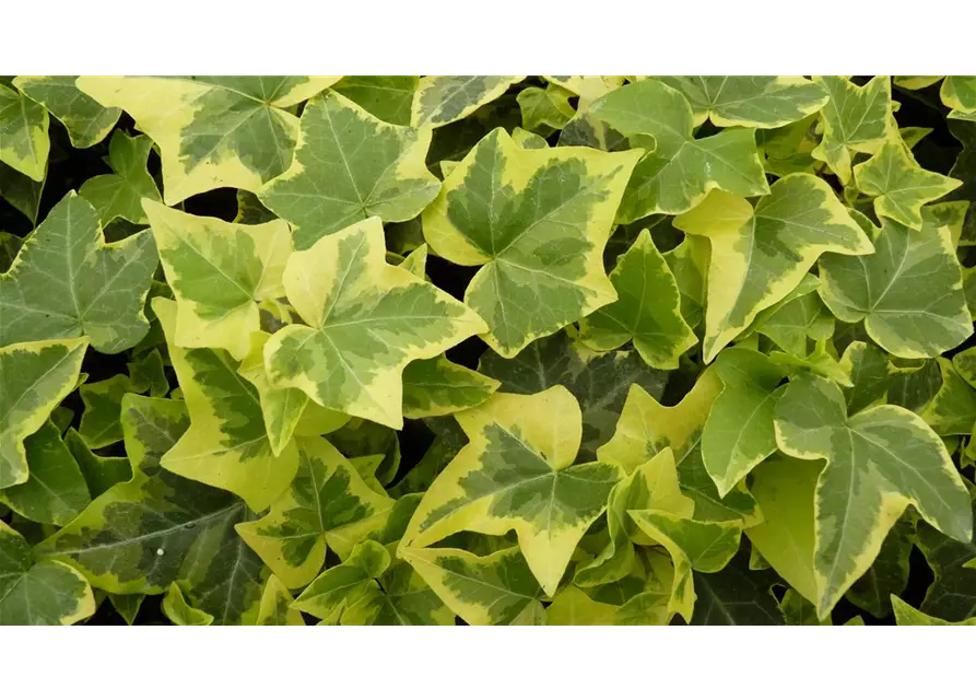 Hedera helix 'Gold Child', 12er Set, Efeu