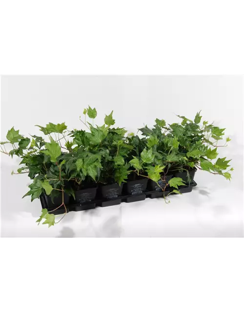Hedera helix 'Green Ripple', 12er Set, Efeu