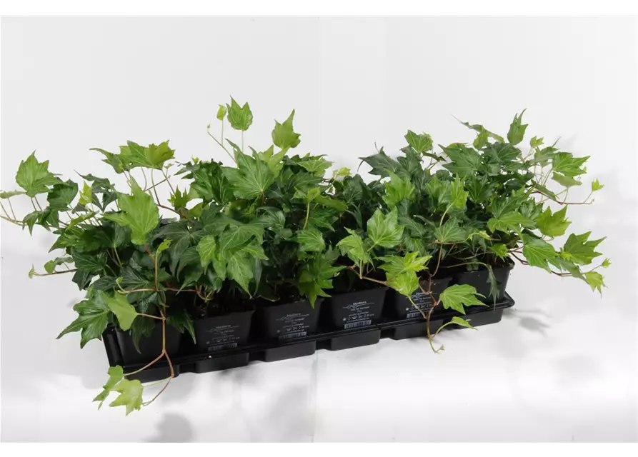 Hedera helix 'Green Ripple', 12er Set, Efeu