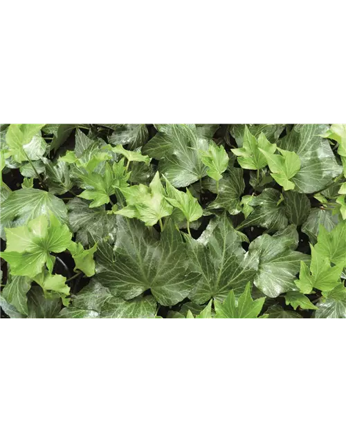 Hedera helix 'Green Ripple', 12er Set, Efeu