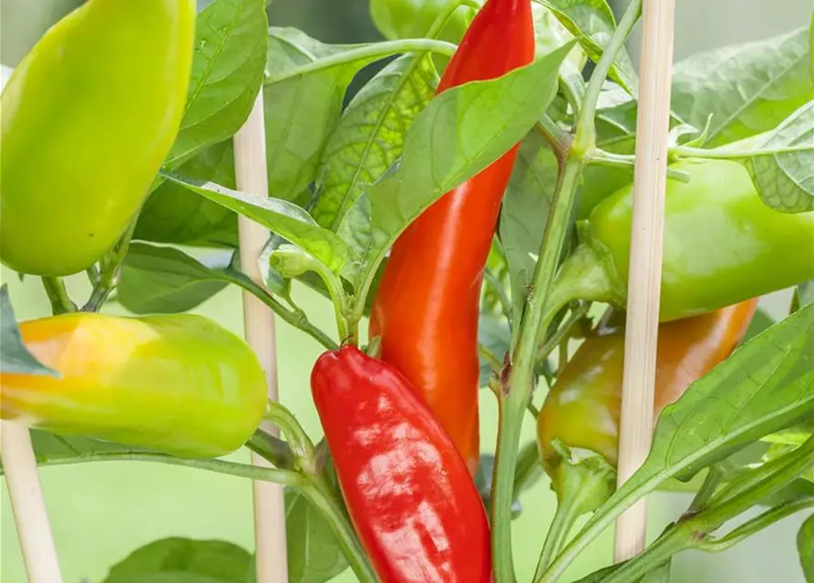 Paprika | Capsicum annuum Pick & Joy