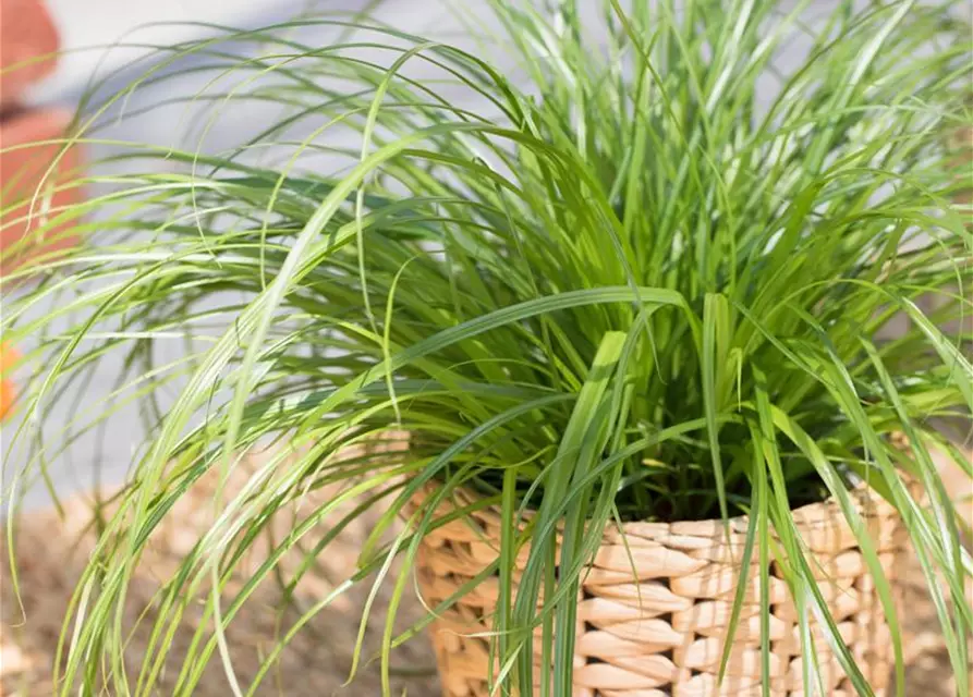 Katzengras | Kiefl