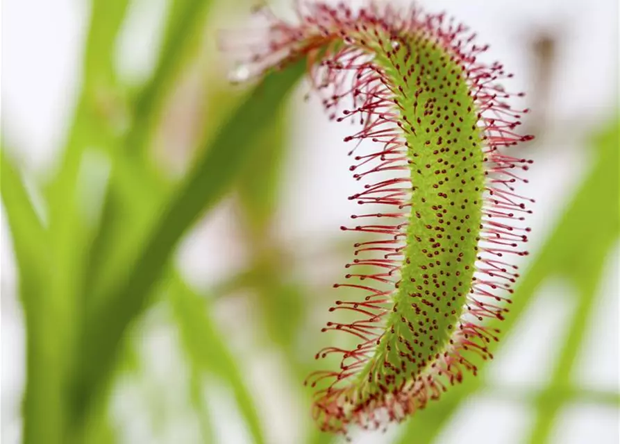Karnivore, Fleischfressende Pflanze