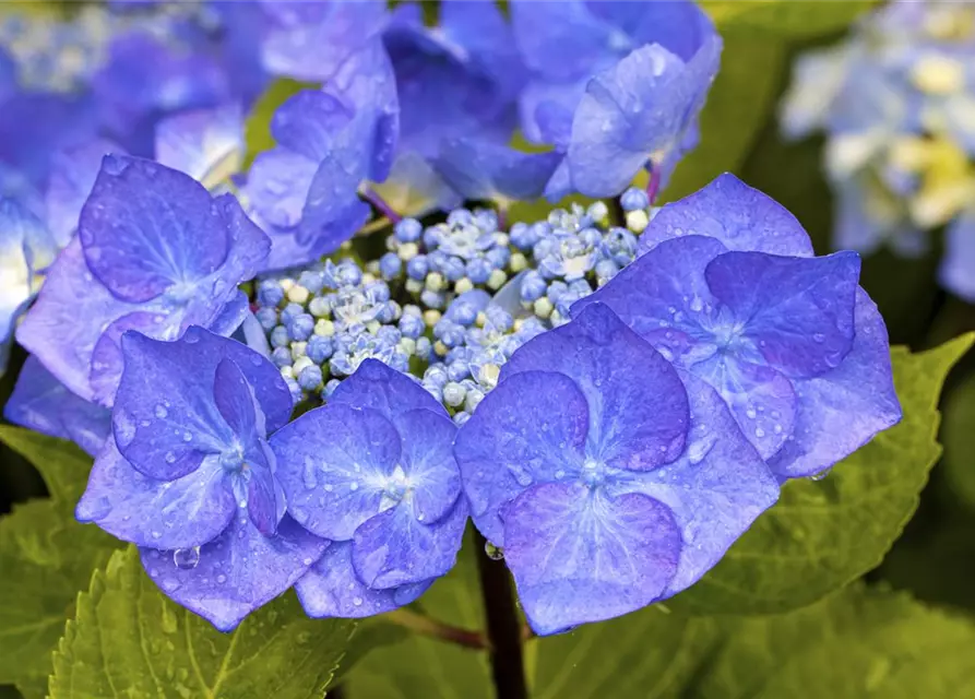 GARTENHORTENSIE | BLACK STEEL