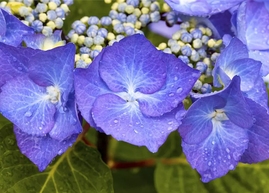 GARTENHORTENSIE | BLACK STEEL