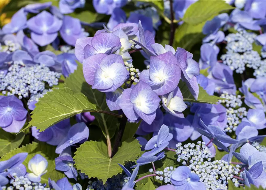 GARTENHORTENSIE | BLACK STEEL
