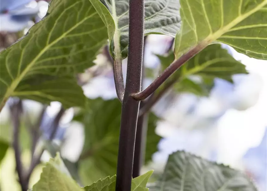 GARTENHORTENSIE | BLACK STEEL