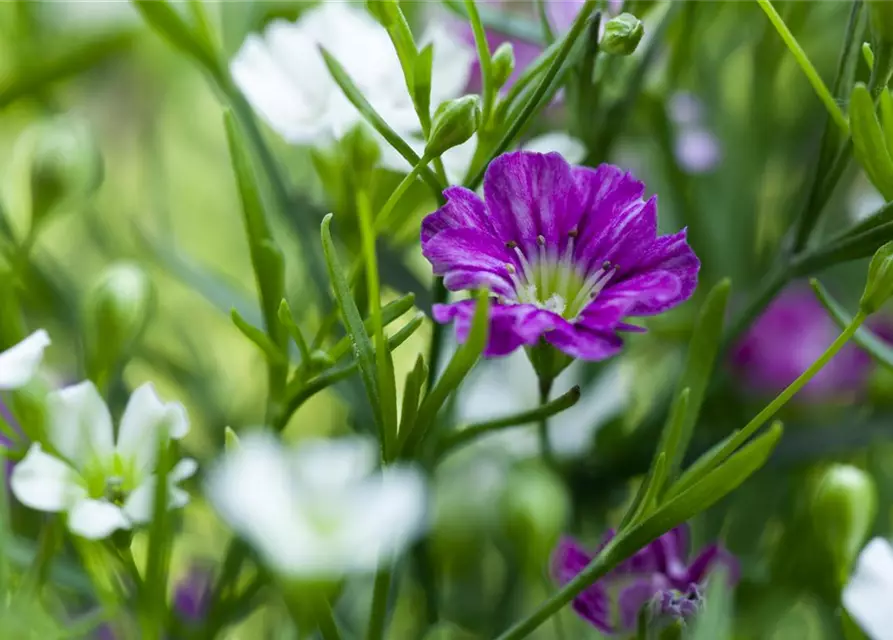Gypsophila muralis, Mauer-Gipskraut