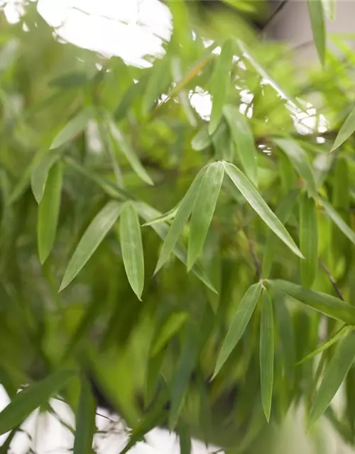 Fargesia 'Jiuzhaigou 1', Gartenbambus 'Jiuzhaigou 1'