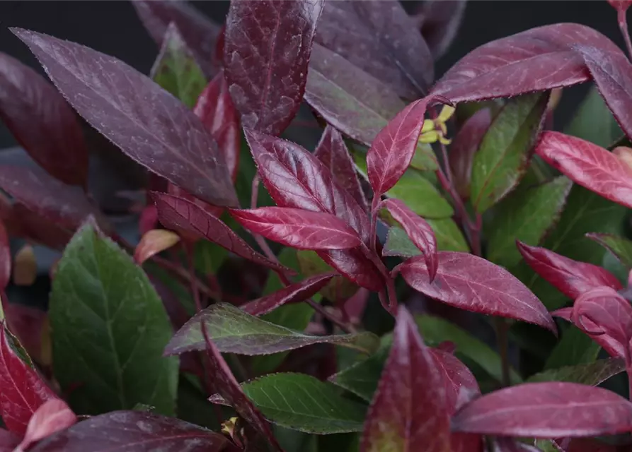 Leucothoe walteri 'Scarletta'®, Traubenmyrte 'Scarletta'®