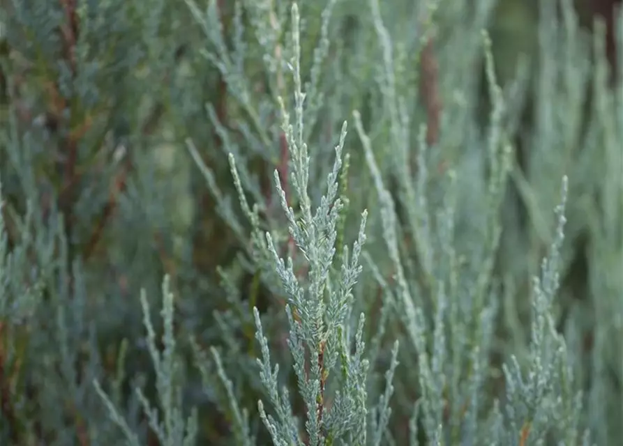 Juniperus virginiana 'Blue Arrow', Virginischer Wacholder 'Blue Arrow'