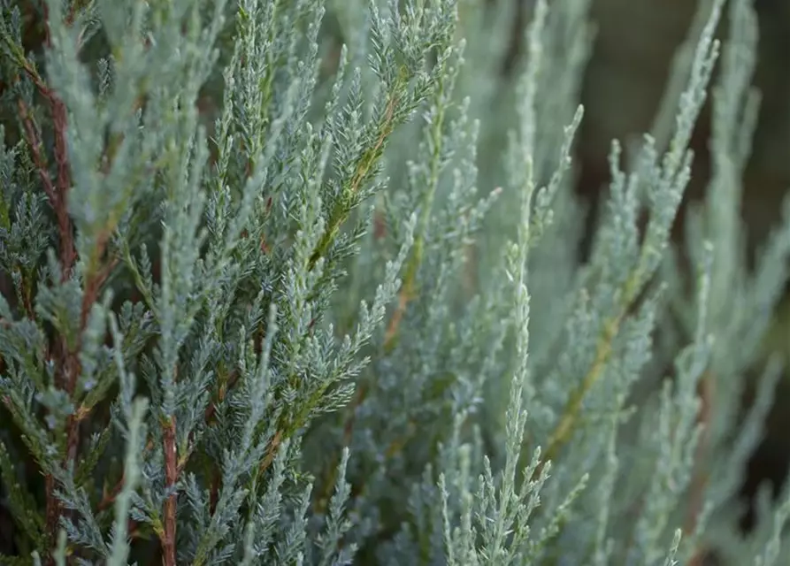 Juniperus virginiana 'Blue Arrow', Virginischer Wacholder 'Blue Arrow'
