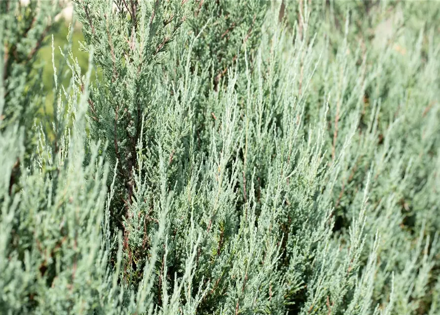 Juniperus virginiana 'Blue Arrow', Virginischer Wacholder 'Blue Arrow'