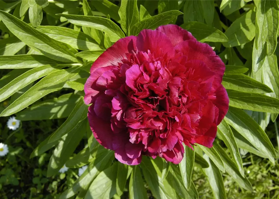 Paeonia lactiflora, rot, Asiatische Pfingstrose