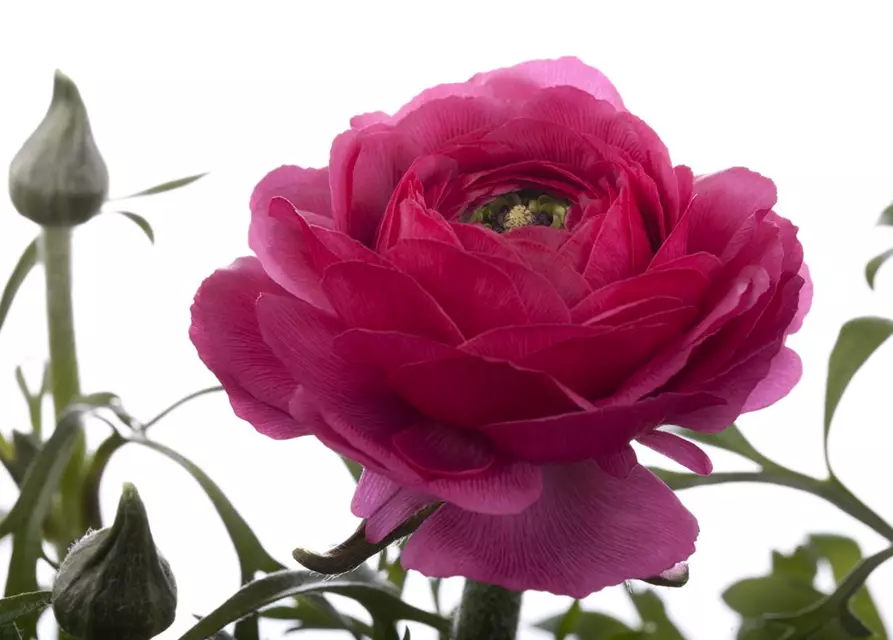 Ranunculus asiaticus, Ranunkel