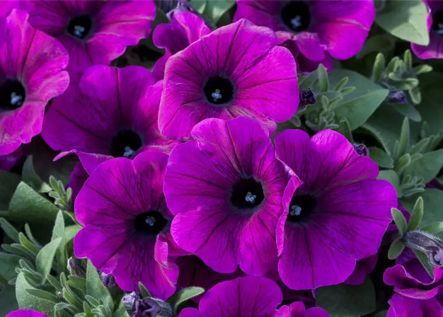 Petunia 'Potunia'®, Petunie 'Potunia'®