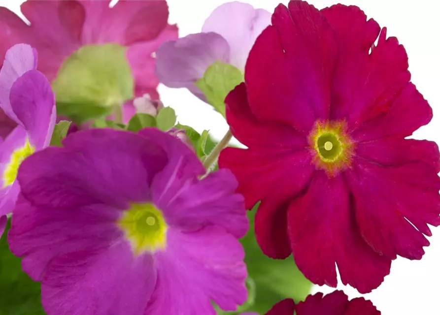 Primula obconica 'Touch Me'®, Becher-Primel 'Touch Me'®