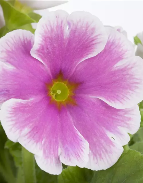 Primula obconica 'Touch Me'®, Becher-Primel 'Touch Me'®