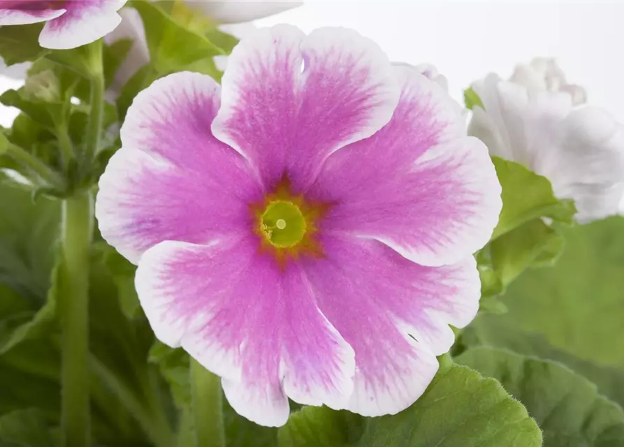 Primula obconica 'Touch Me'®, Becher-Primel 'Touch Me'®