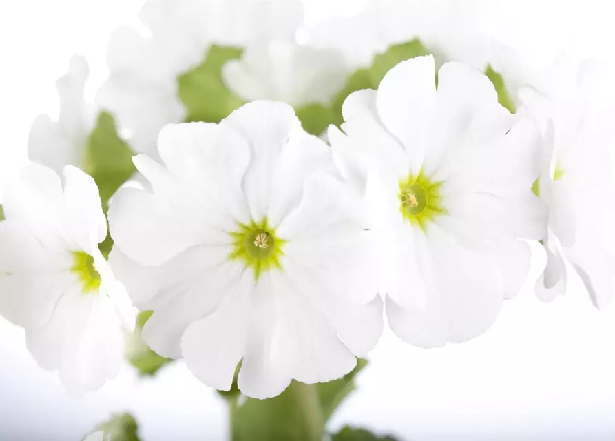 Primula obconica 'Touch Me'®, Becher-Primel 'Touch Me'®