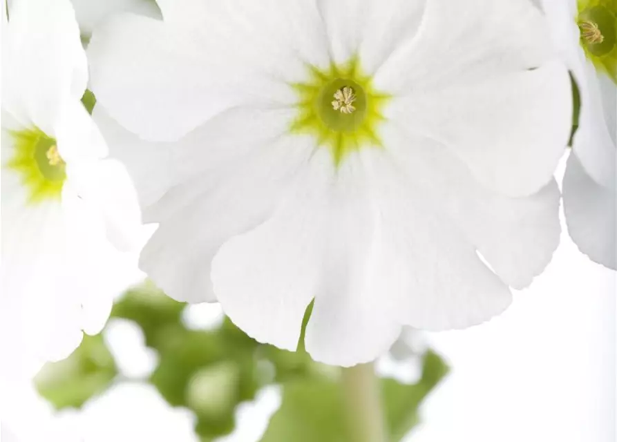 Primula obconica 'Touch Me'®, Becher-Primel 'Touch Me'®