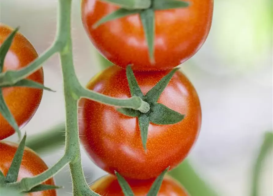Solanum lycopersicum, Tomate