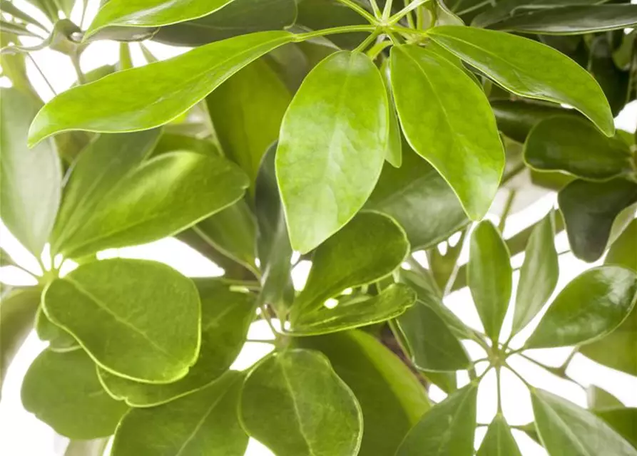 Schefflera arboricola 'Nora', Kleine Strahlenaralie 'Nora'
