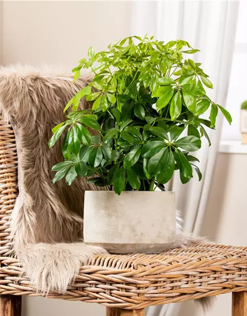 Schefflera arboricola 'Nora', Kleine Strahlenaralie 'Nora'