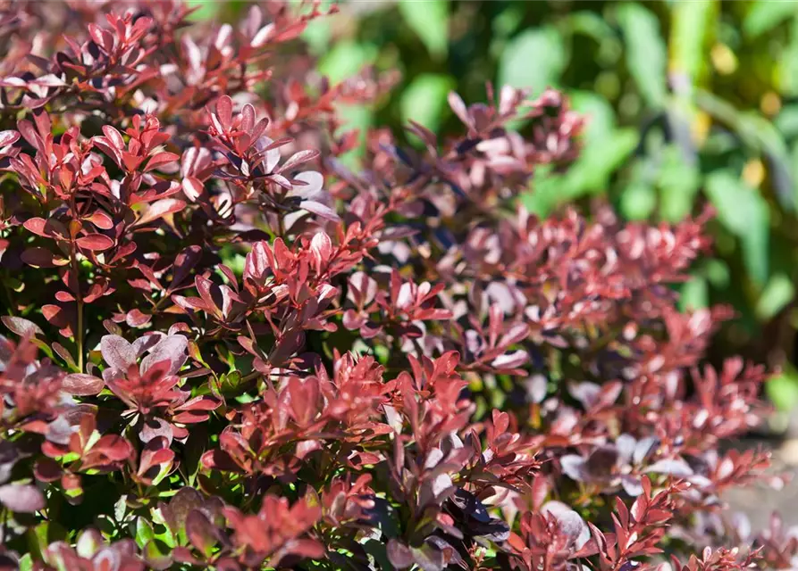 Berberis thunbergii 'Atropurpurea Nana', Kleine Blutberberitze ...