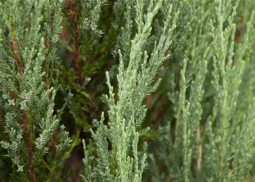 Juniperus virginiana 'Blue Arrow', Virginischer Wacholder 'Blue Arrow'