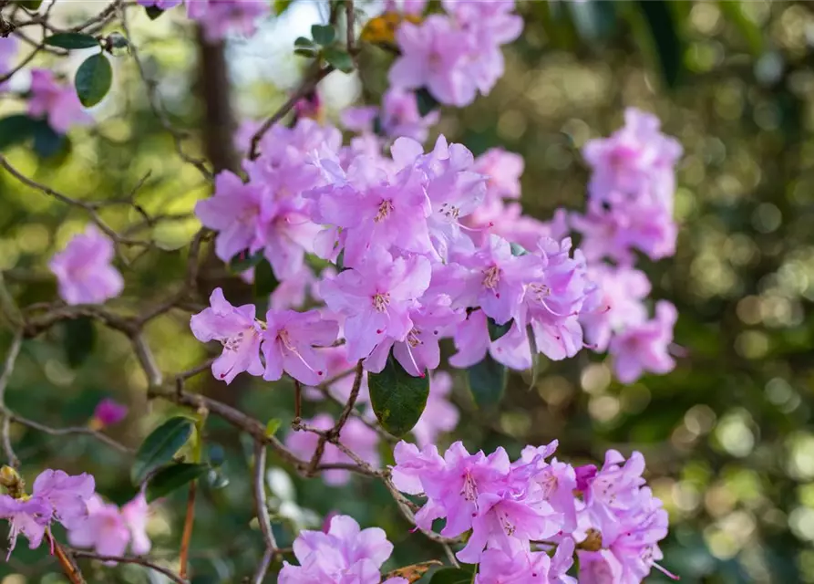 VORFRÜHLINGSRHODODENDRON