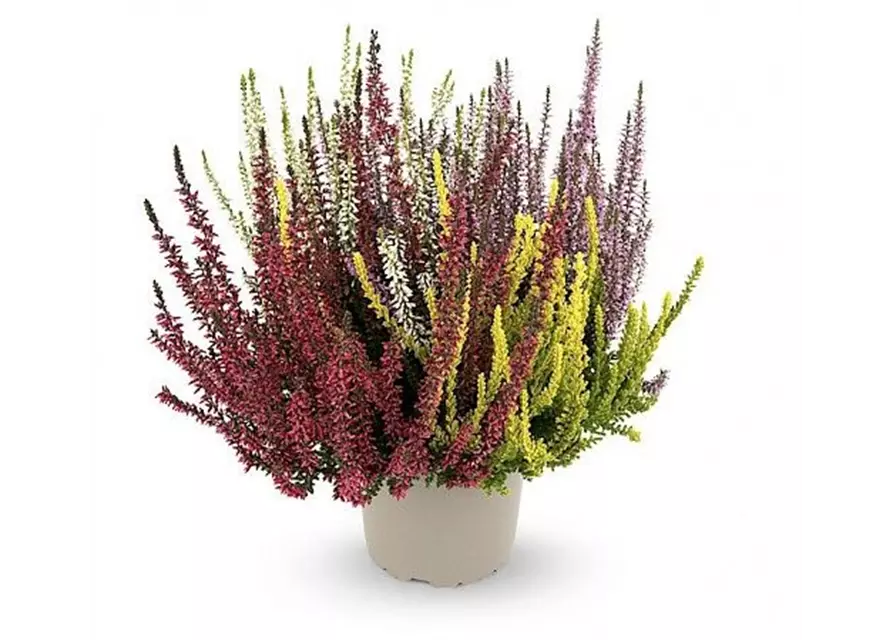 Herbstheide Quattro Gardengirls®, Calluna vulgaris