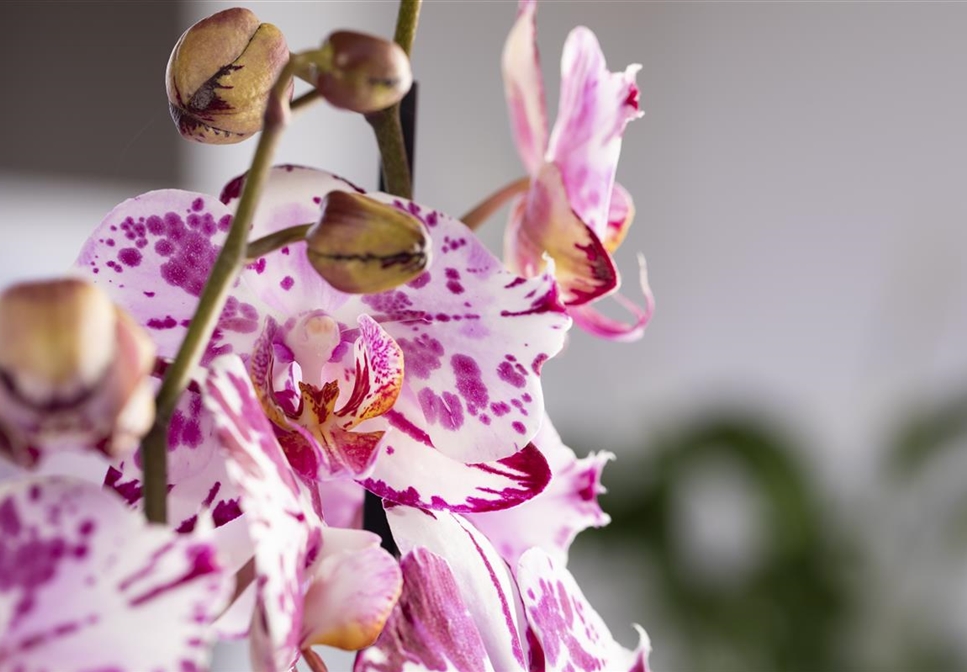 Orchideen – Arten und allgemeine Pflegetipps im Überblick ...