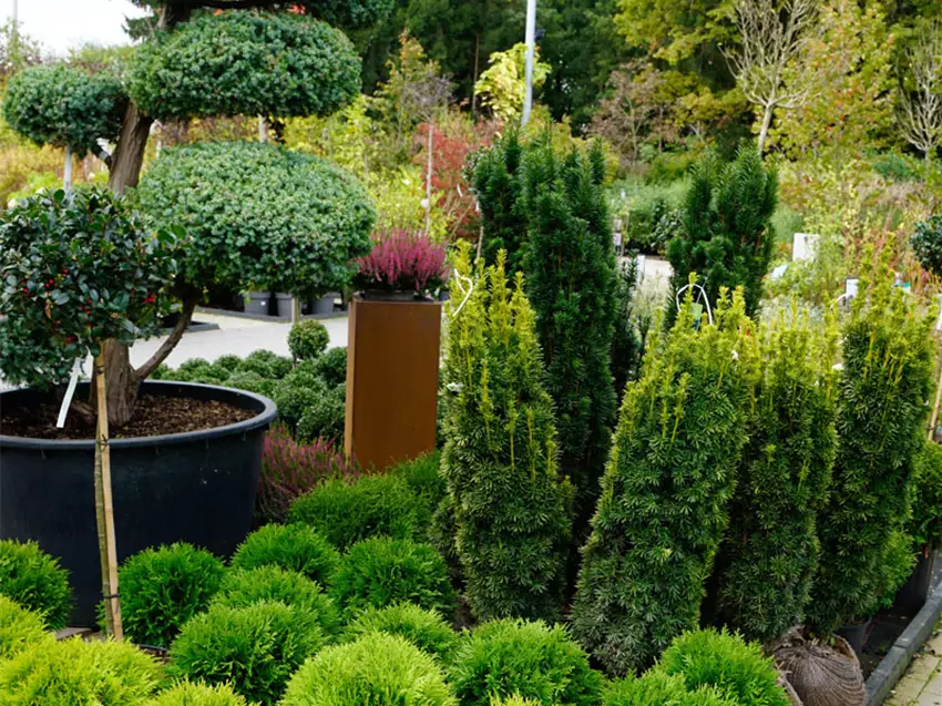 Baumschule - Gartencenter Kiefl
