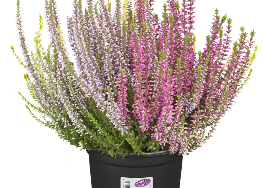 Herbstheide Trio, Calluna vulgaris