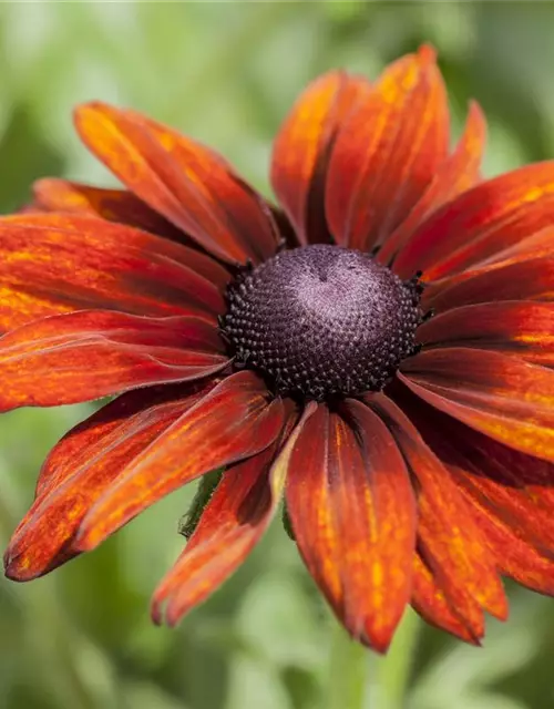 Rudbeckia 'Summerina Orange', Sonnenhut