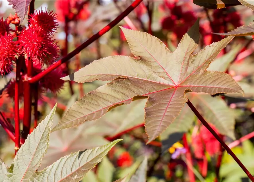 Ricinus communis, Wunderbaum