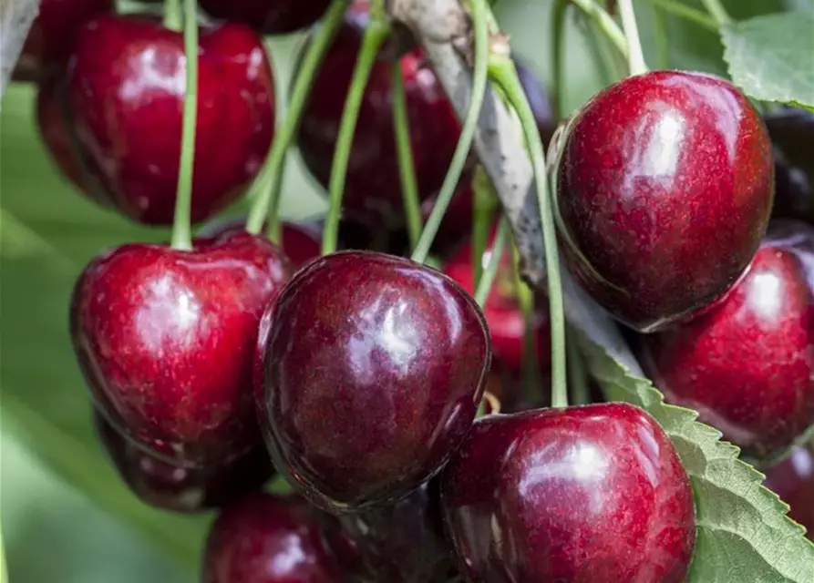 Süßkirsche 'Kordia'®, Prunus avium 'Kordia' CAC