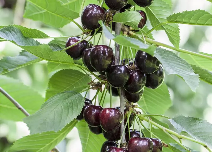 Süßkirsche 'Kordia'®, Prunus avium 'Kordia' CAC