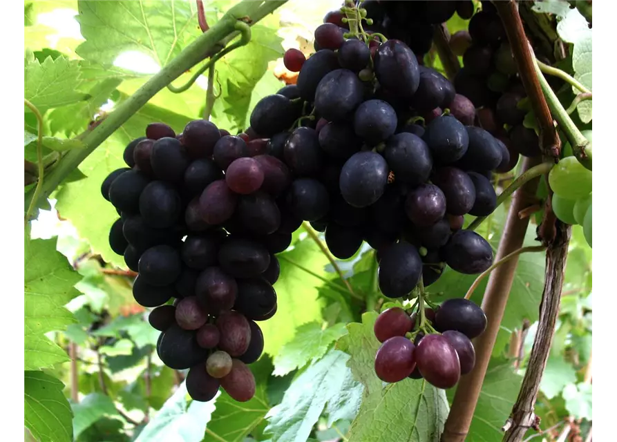 Weinrebe 'Kyoho', Vitis vinifera 'Kyoho'
