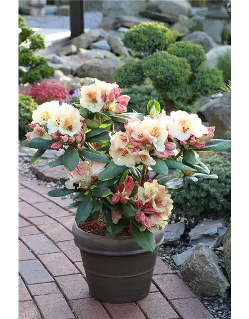 Rhododendron 'Sun Fire', Rhododendron Hybr.'Sun Fire' III