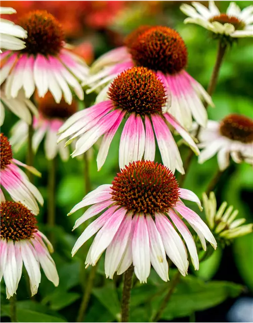 Echinacea purpurea 'Pretty Parasol', Stauden