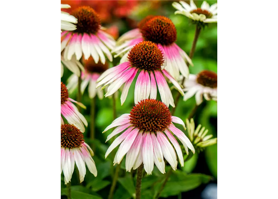 Echinacea purpurea 'Pretty Parasol', Stauden