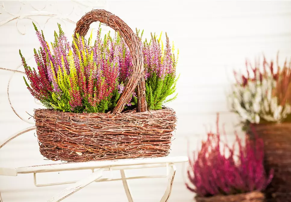 Gräser und Heide pflanzen und pflegen